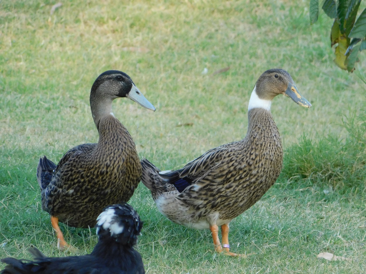 How to Raise Ducks in Your Backyard - Backyard Poultry